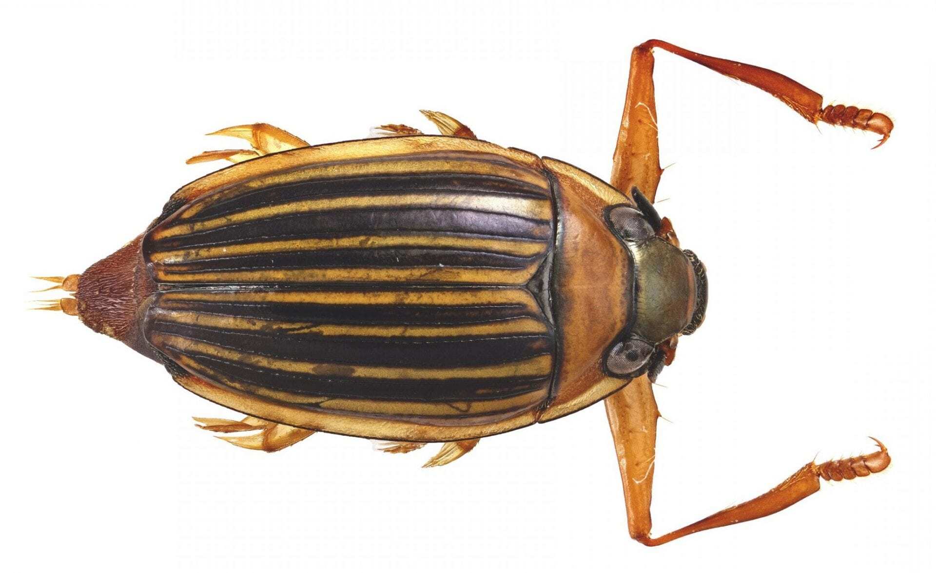 Meet Madagascar's oldest animal lineage, a whirligig beetle with 206 ...