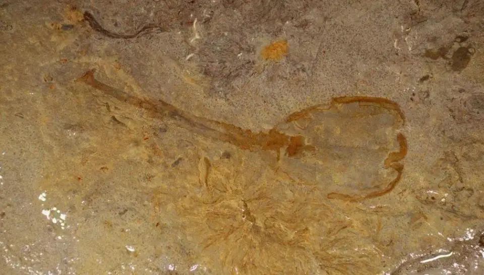 Scientists describe 'enigmatic' species that lived in Utah some 500 ...