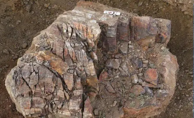 Fossils from the world's oldest trees reveal complex anatomy never seen ...