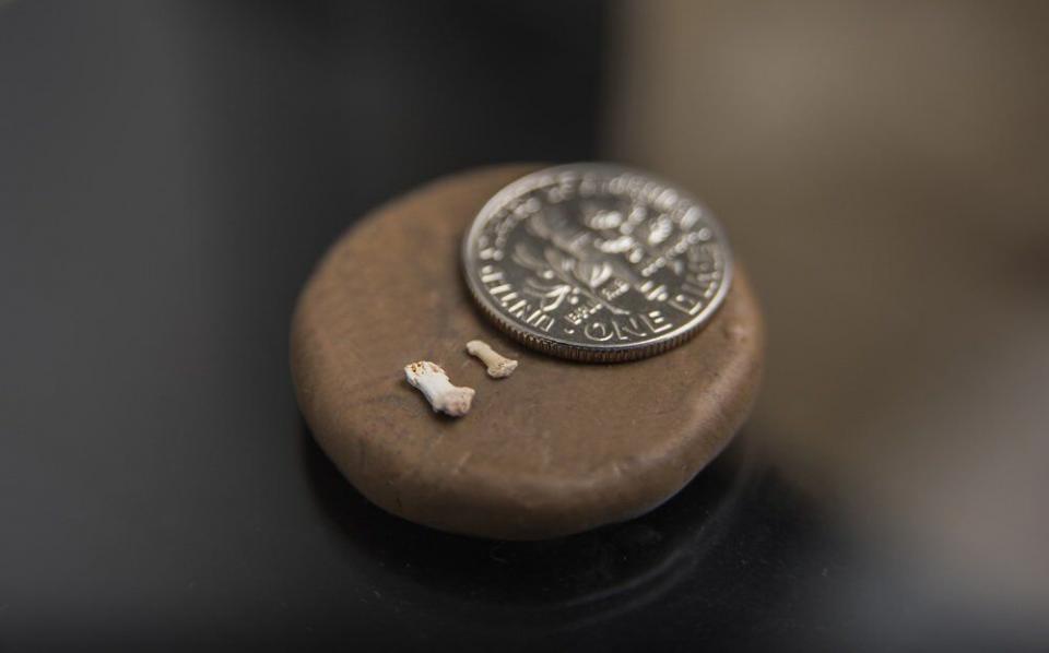 Finger and toe fossils belonged to tiny primates 45 million years ago