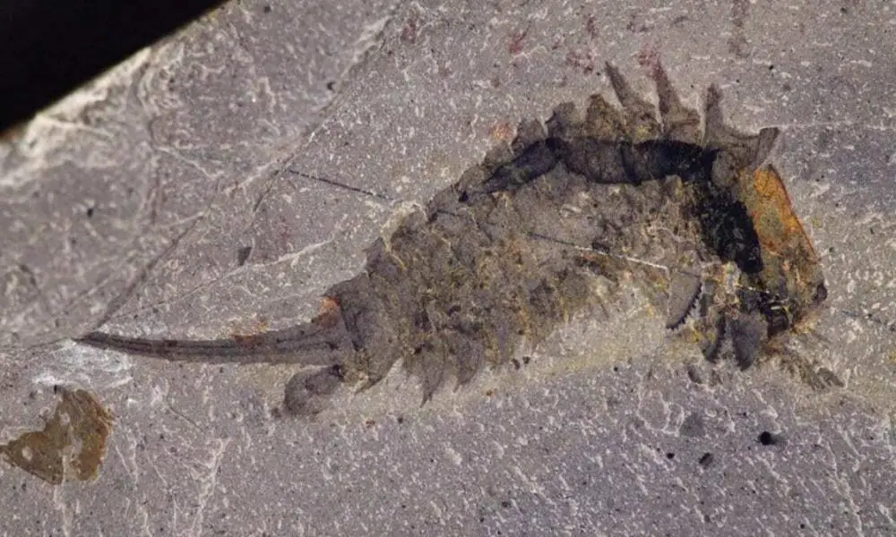 A 508-million-year-old sea predator with a 'jackknife' head ...