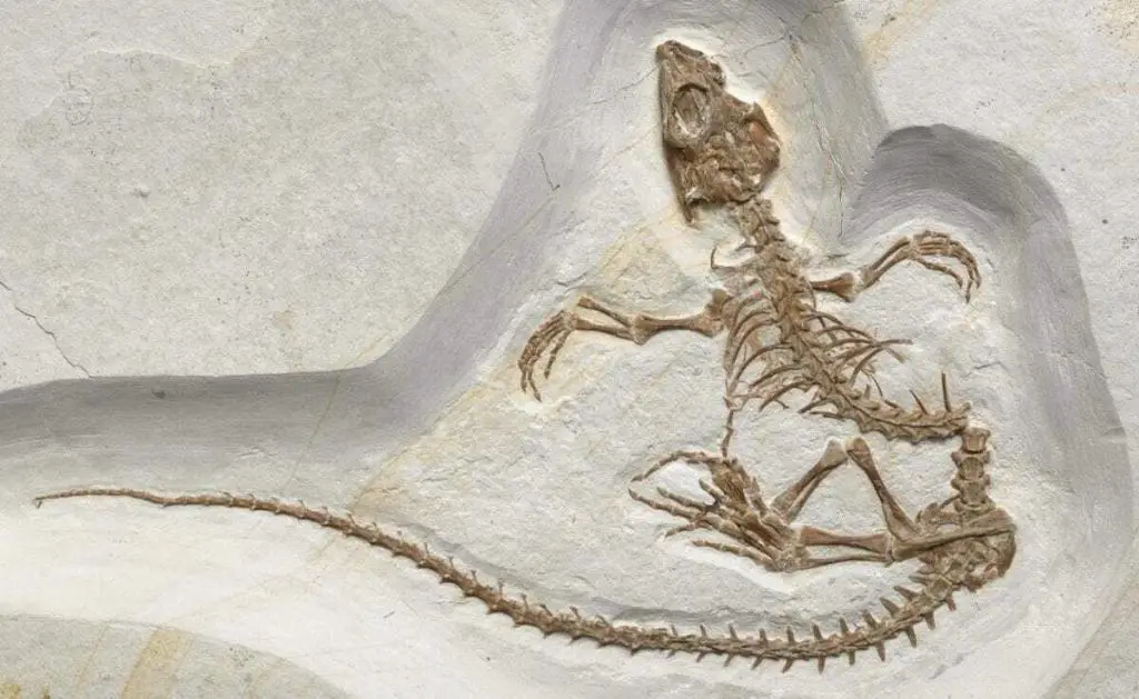 Recently discovered fossil shows transition of a reptile from life on ...
