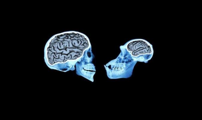 Brain size of human ancestors evolved gradually over 3 million years