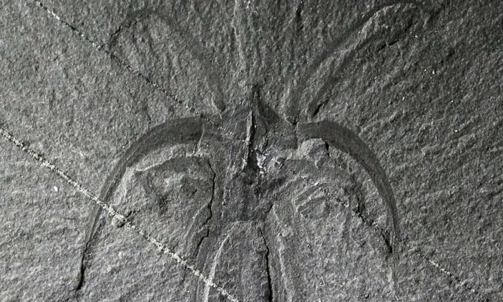 A mineral blueprint for finding Burgess Shale-type fossils ...