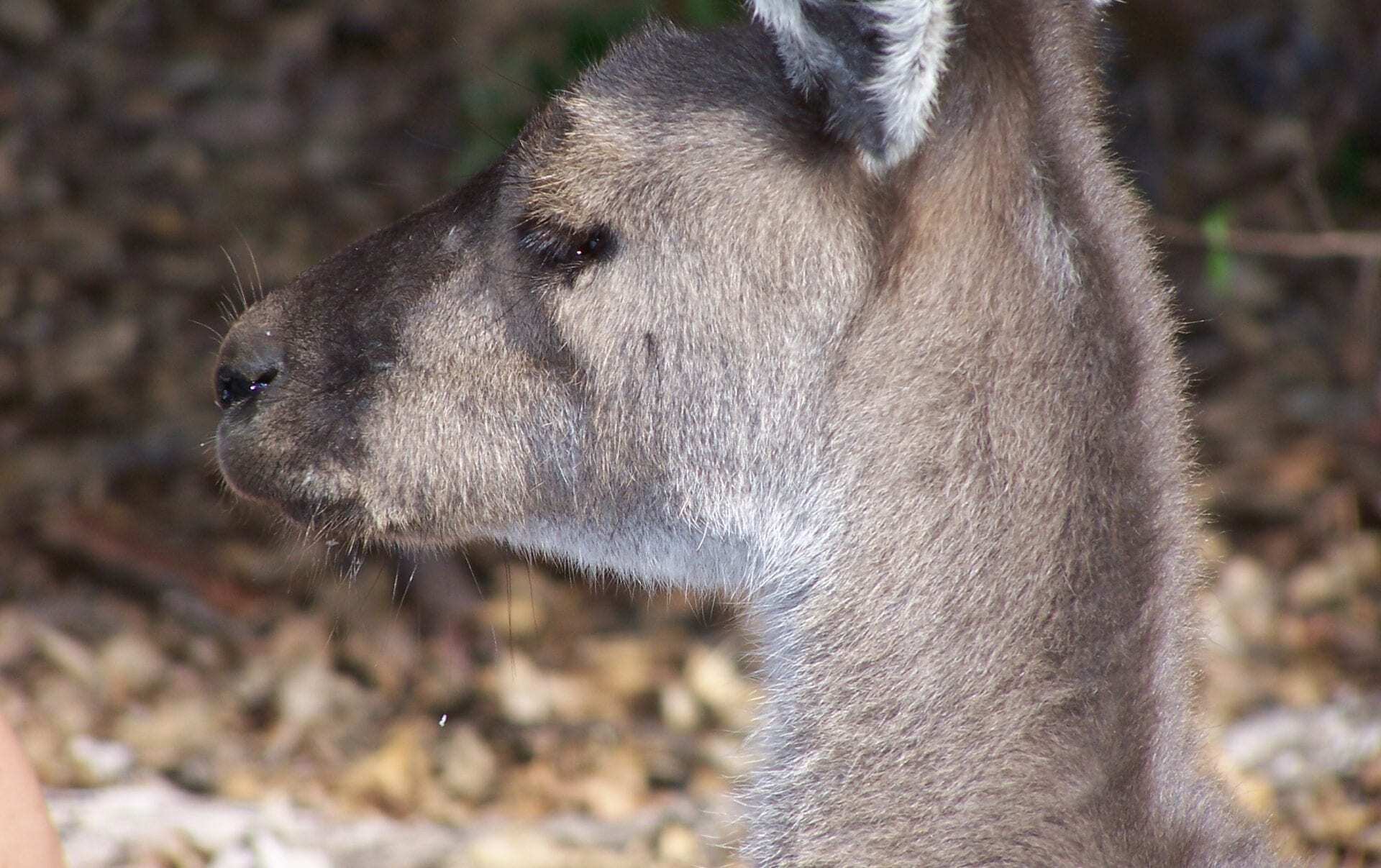 Most primitive kangaroo ancestor rediscovered after 30 years in obscurity