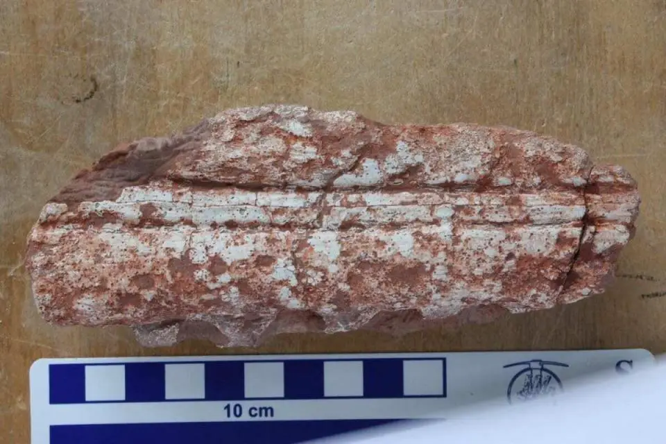 Jurassic fossil tail tells of missing link in crocodile family tree