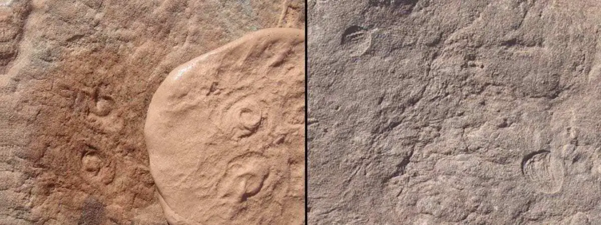 Two new creatures discovered from dawn of animal life