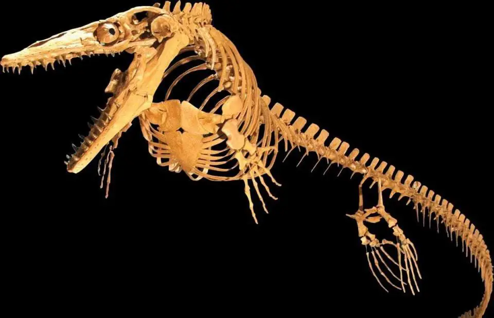 Missing bones and our understanding of ancient biodiversity