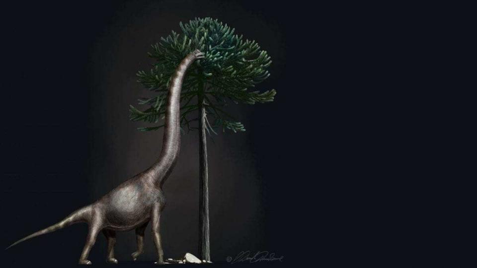 Paleontologists discover largest dinosaur foot to date