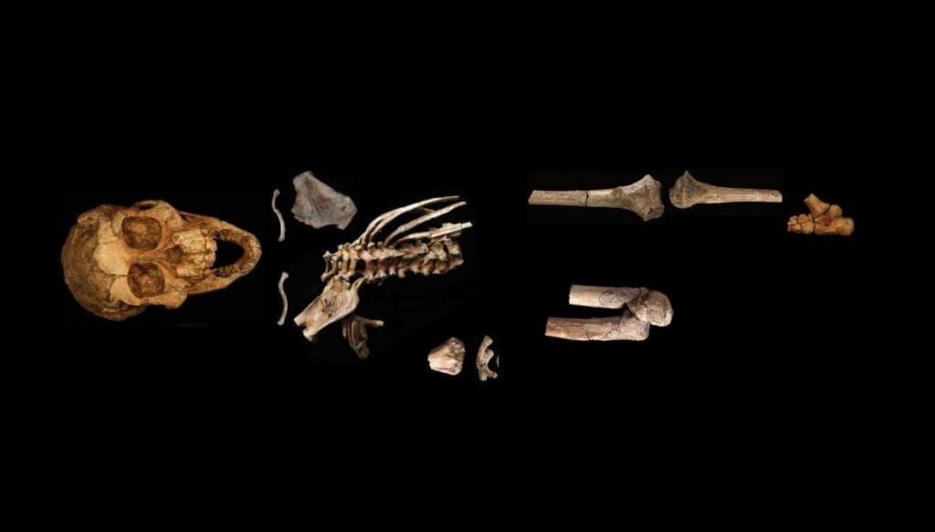 Foot fossil of juvenile hominin exhibits ape-like features