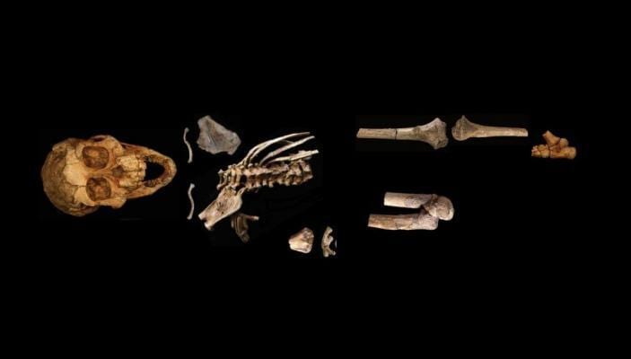 Foot fossil of juvenile hominin exhibits ape-like features