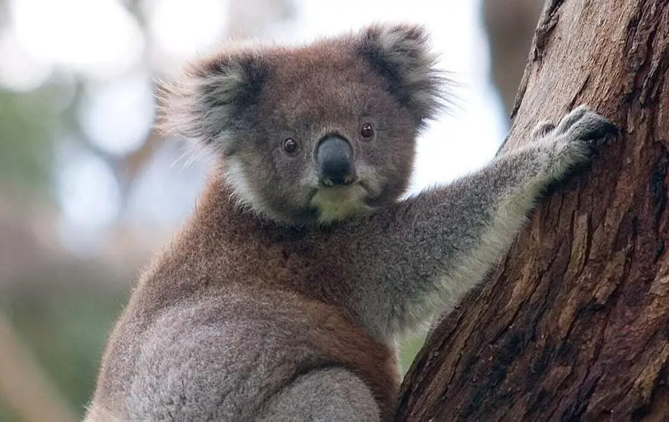 Want to know what ancient koalas ate? Check modern koalas' teeth