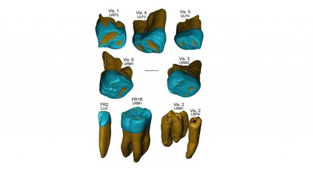 Neanderthal-like features in 450,000-year-old fossil teeth from the ...