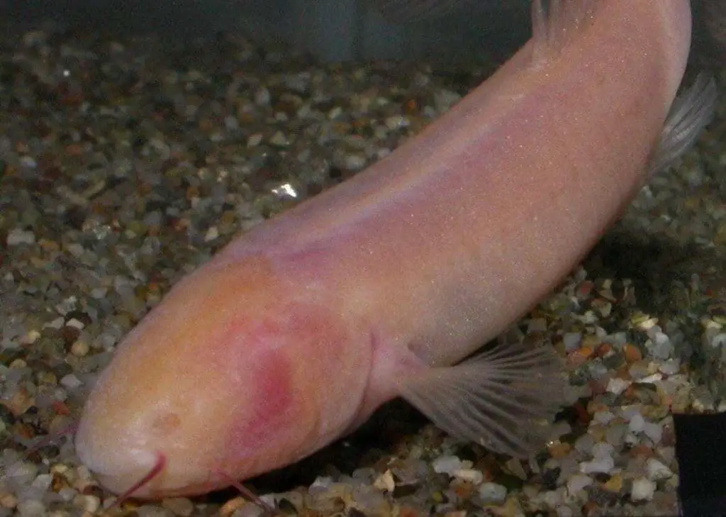 Did the ancestors of mammals live underground?