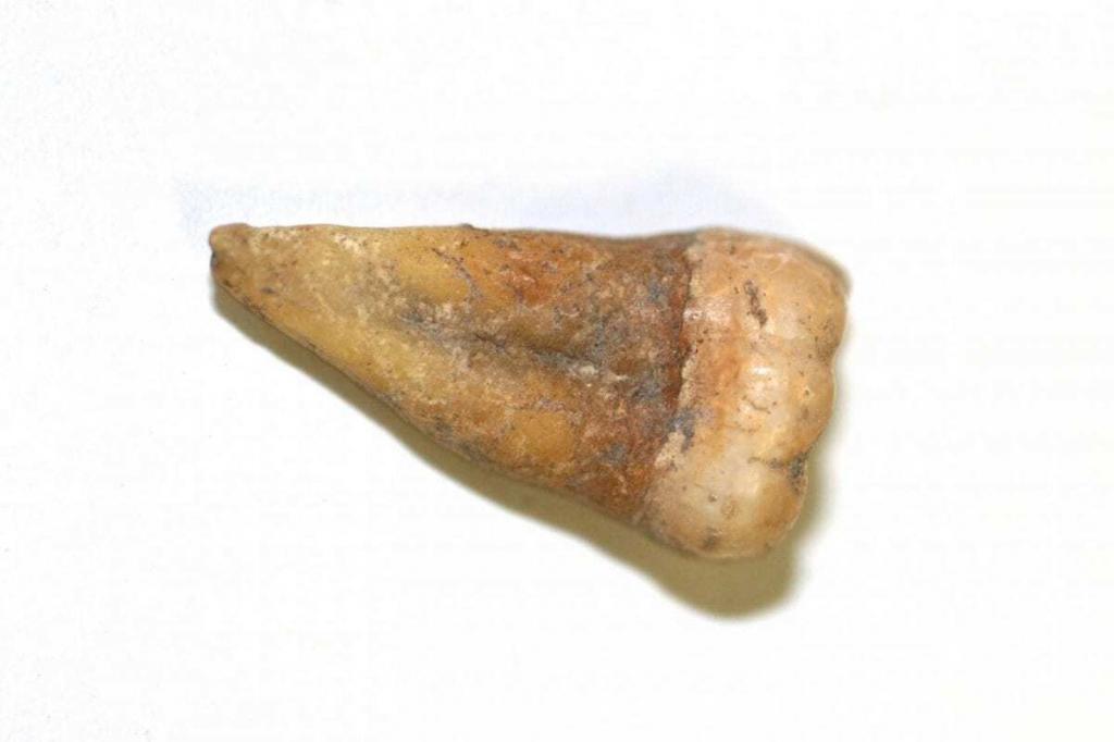 Returning indigenous remains to their ancestral lands, thanks to ...