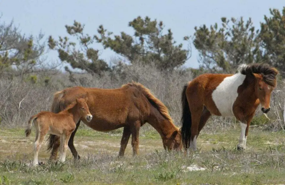 Some prehistoric horses were homebodies