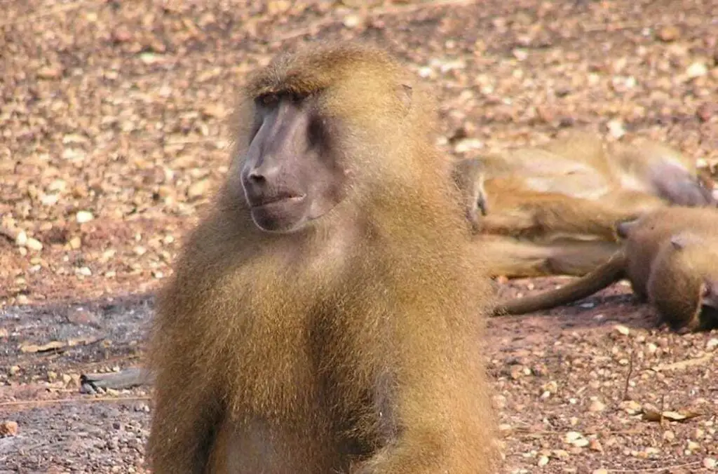 Baboons provide new insights into the evolution of the genome