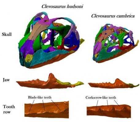 Bristol undergraduate reconstructs the skulls of 2 species of ancient ...