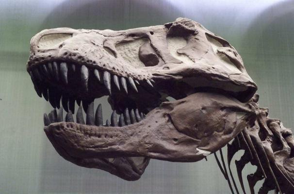 T. rex: Flexible Head - The carnivorous dinosaur possessed a unique skull