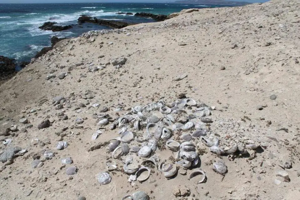 Scientists measure extent of recovery for critically endangered black ...