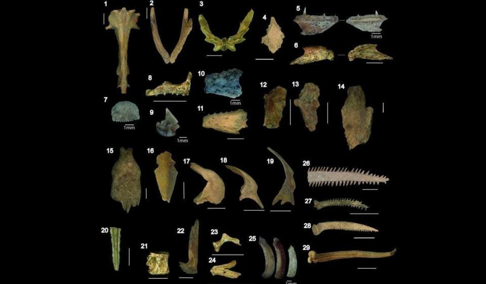 Ancient fish ponds in the Bolivian savanna supported human settlement