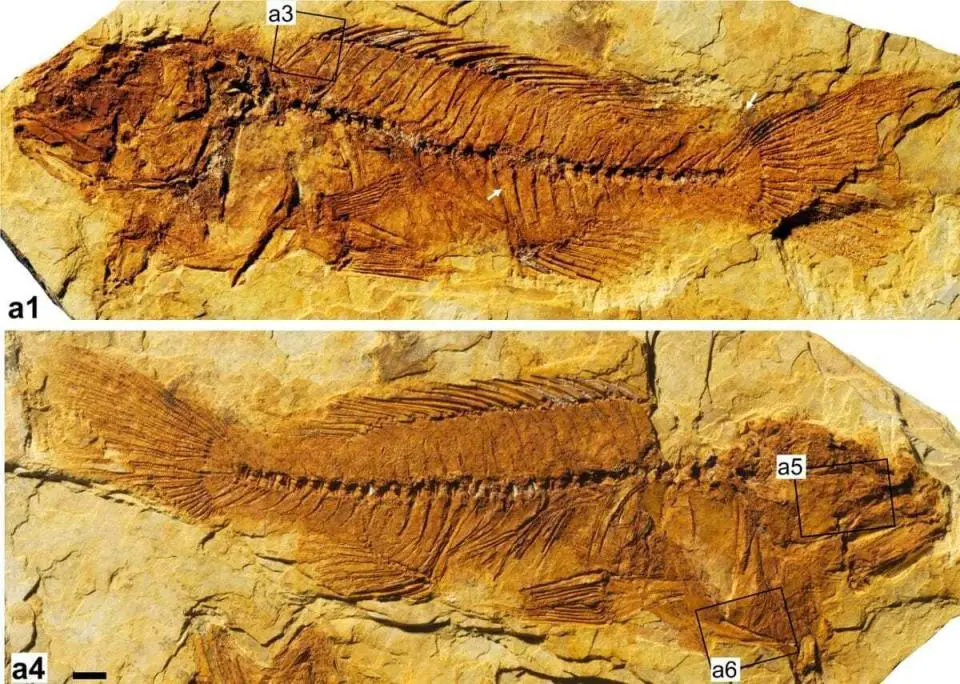 Paleontology: New light on cichlid evolution in Africa