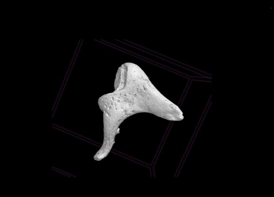 Tiny ear bones help archaeologists piece together the past