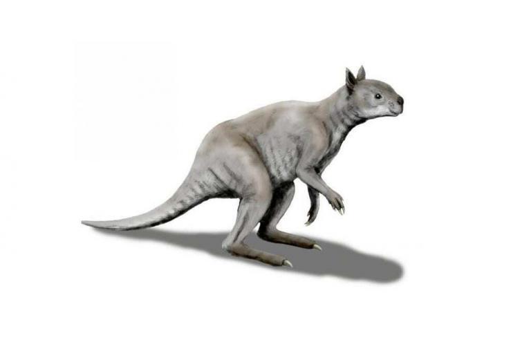 Giant kangaroos of Ice Age Australia had skulls built for powerful bites