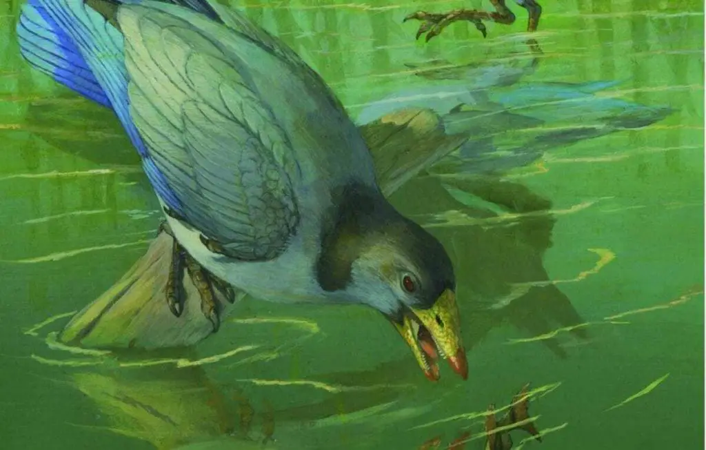 New finding on origin of avian predentary in Mesozoic birds