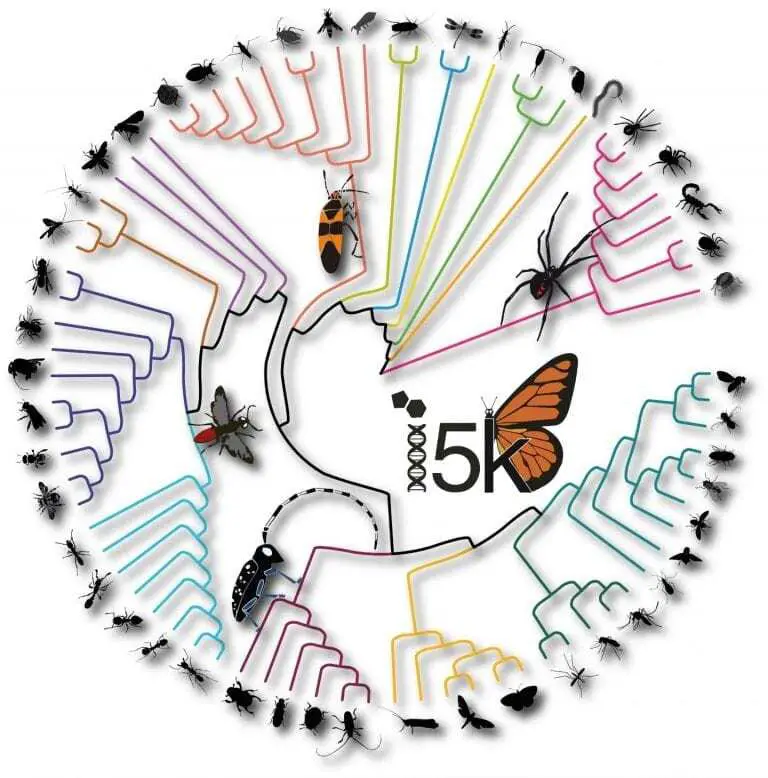 Unravelling arthropod genomic diversity over 500 million years of evolution