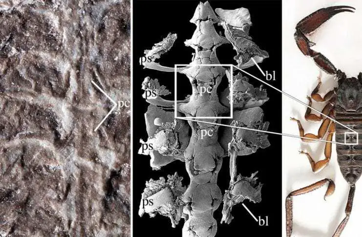 Fossil is the oldest-known scorpion - HeritageDaily - Archaeology News
