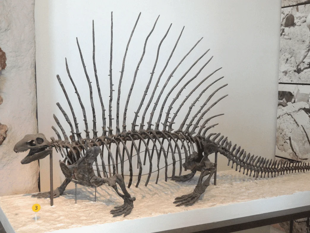 How and when spines changed in mammalian evolution