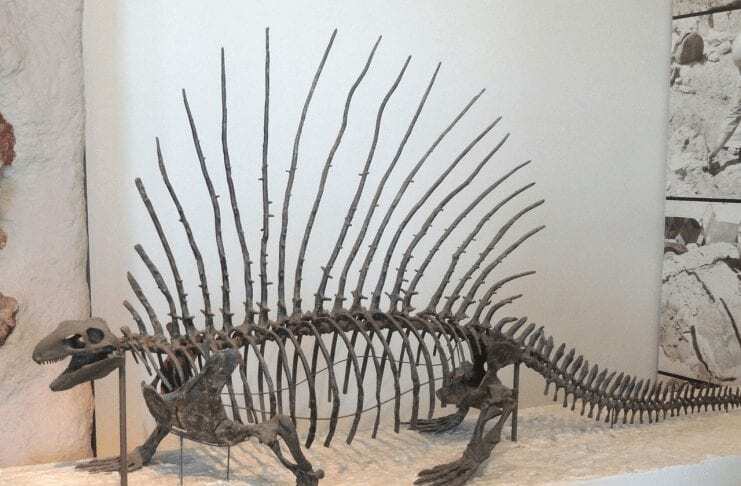 How and when spines changed in mammalian evolution - HeritageDaily ...