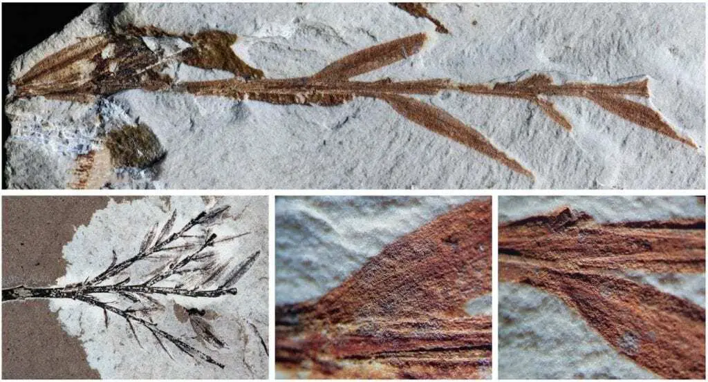 'Oldest bamboo' fossil from Eocene Patagonia turns out to be a conifer