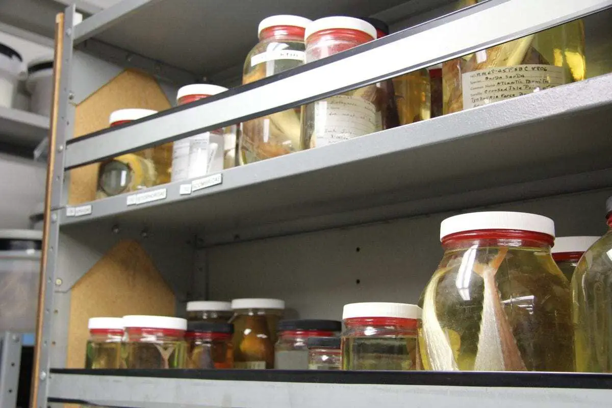 A new use for museum fish specimens