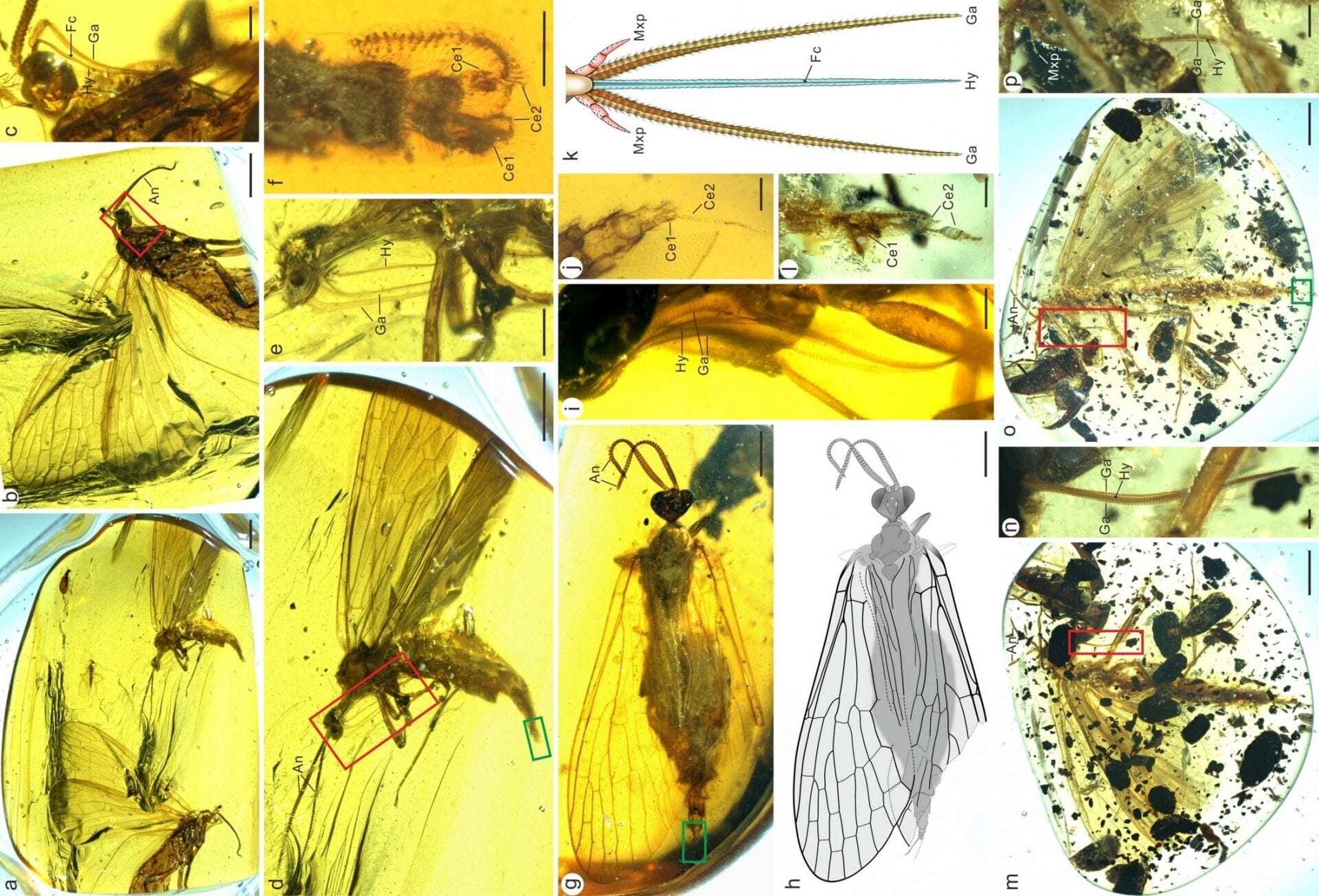 Amber specimens reveal origin of long mouthpart of scorpionflies
