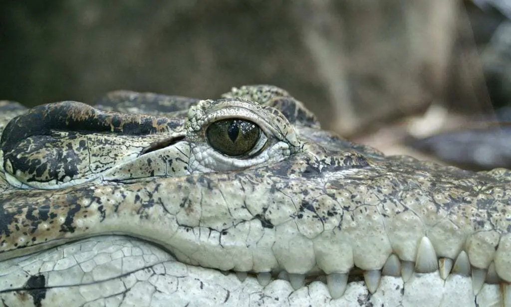 Ancient aquatic crocs evolved, enlarged to avoid freezing