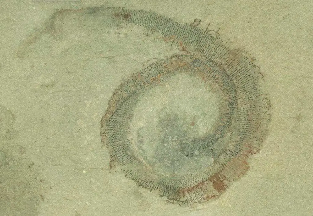 Mysterious ancient sea-worm pegged as new genus after half-century in ...