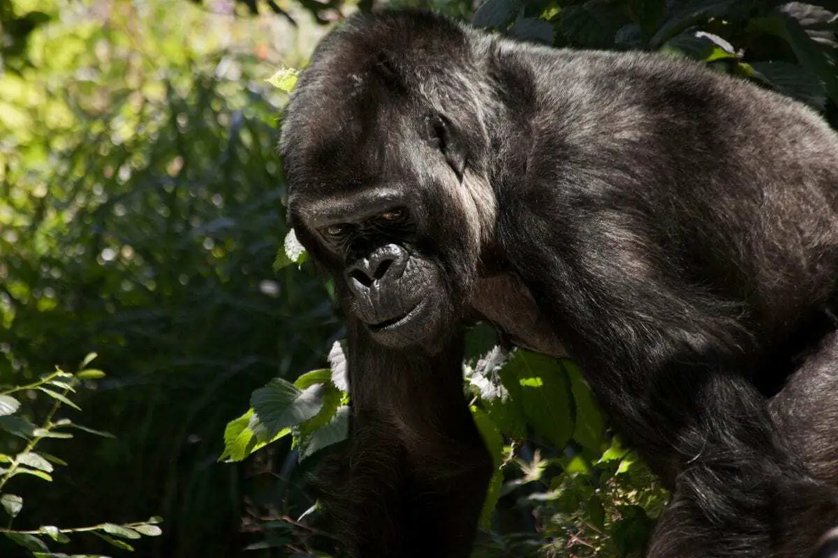 Study finds gorillas display territorial behavior
