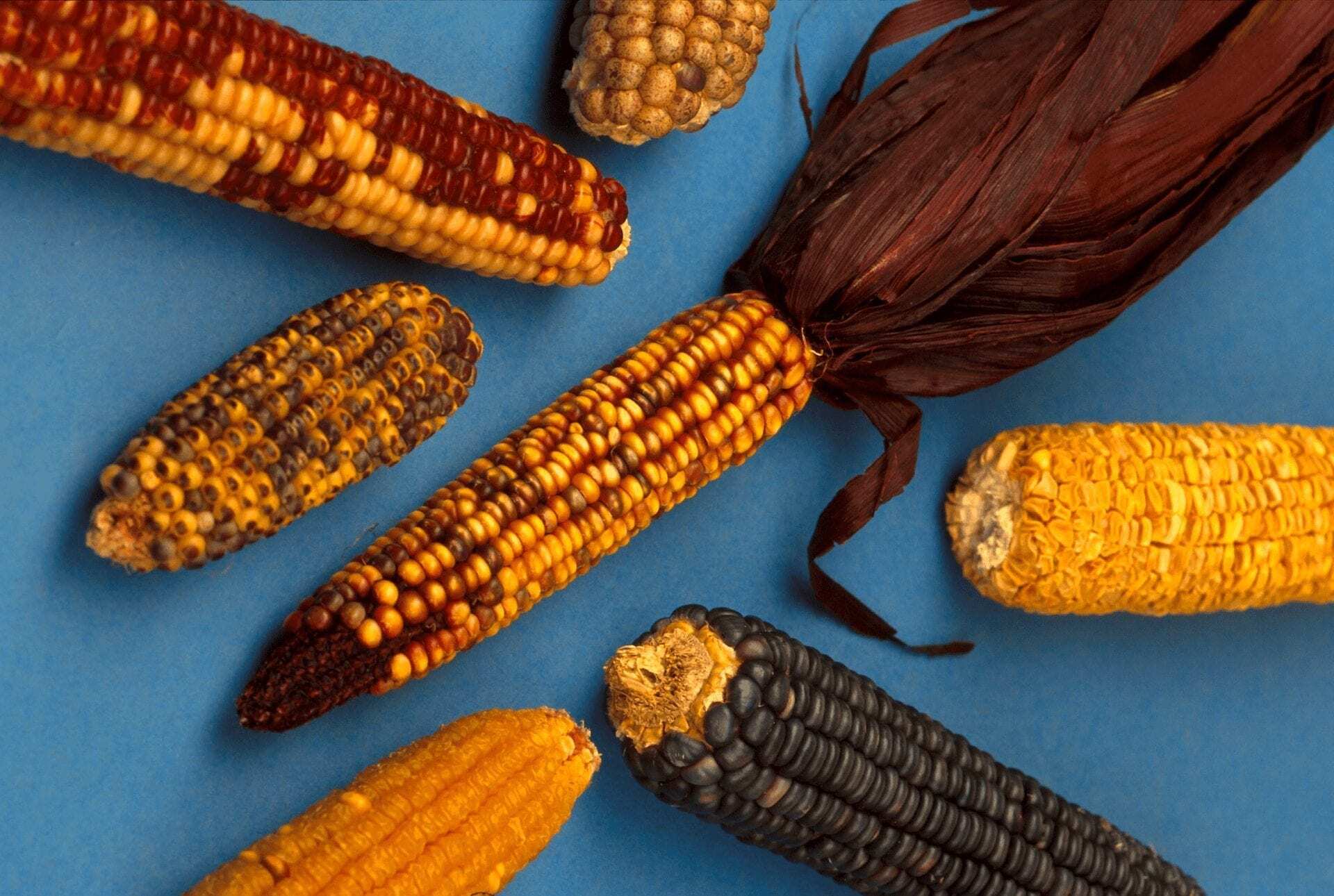 Maize, not metal, key to native settlements' history in NY