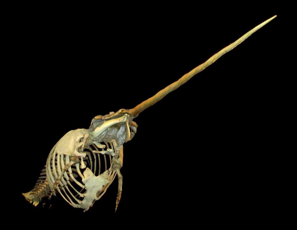 Narwhal Skull