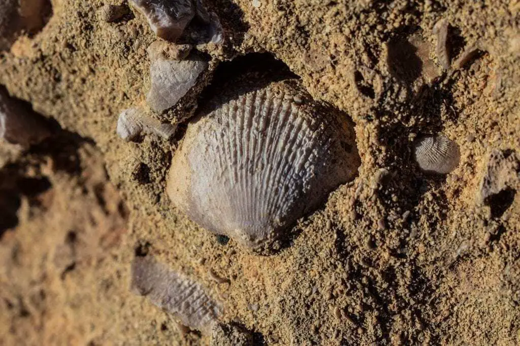Ancient shell shows days were half-hour shorter 70 million years ago