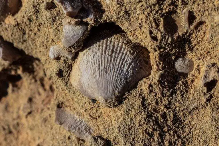 Ancient shell shows days were half-hour shorter 70 million years ago