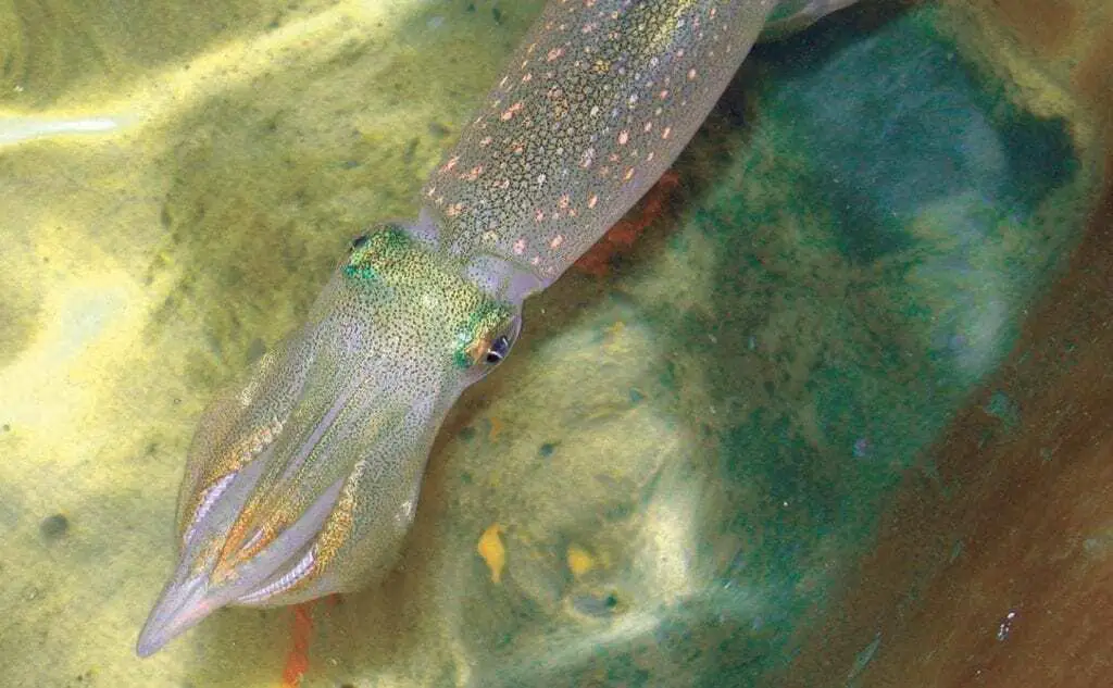New genetic editing powers discovered in squid