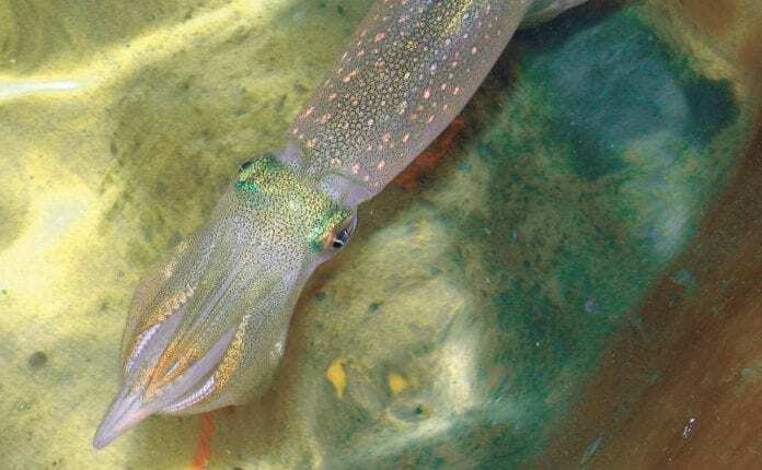 New genetic editing powers discovered in squid