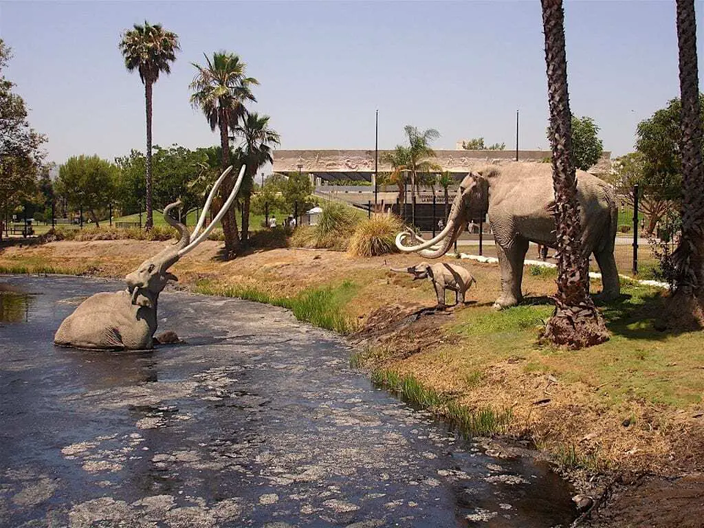Unprecedented preservation of fossil feces from the La Brea Tar Pits