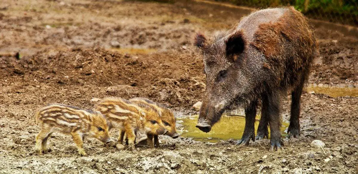 Wild boars provide archaeologists with clues to early domestication