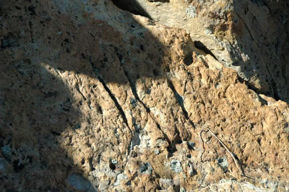 Fossil track sites tell the story of ancient crocodiles in southern Africa