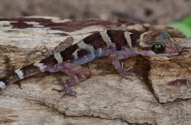 Scientists discover bent-toed gecko species in Cambodia - HeritageDaily ...