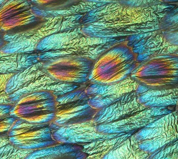 The evolution of color: Team shows how butterfly wings can shift in hue